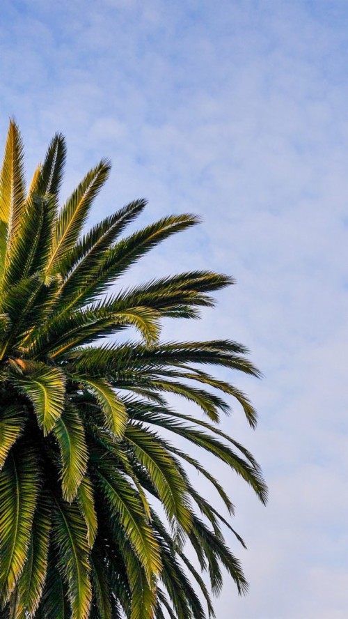 Palm Trees In Paradise Iphone 8 Wallpaper - Palm Tree Wallpaper Iphone ...
