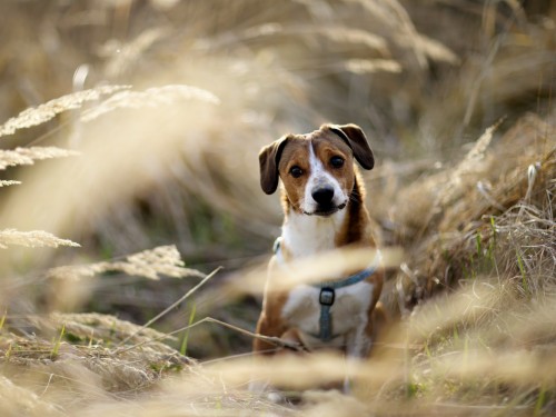 Hunting English Foxhound Dog Photo - Dunker Dog (#1450787) - HD ...