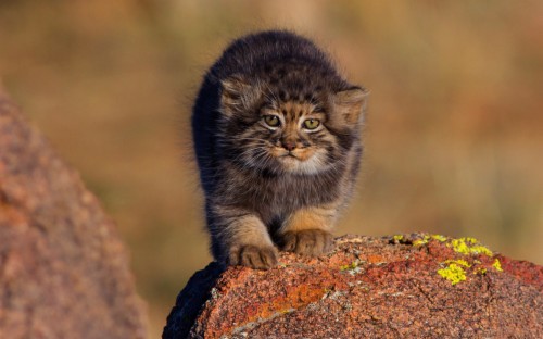 Pallas's Cat Cub About 2 Months Old In Mongolia - Pallas's Cat ...