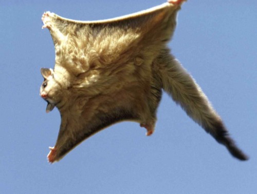 Flying Squirrel (#1459919) - HD Wallpaper & Backgrounds Download