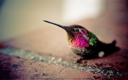 Colibri - Hummingbird Hd (#1462784) - HD Wallpaper & Backgrounds Download