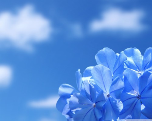 Standard 5 - - Backgrounds Sky Blue Colour (#1628960) - HD Wallpaper ...