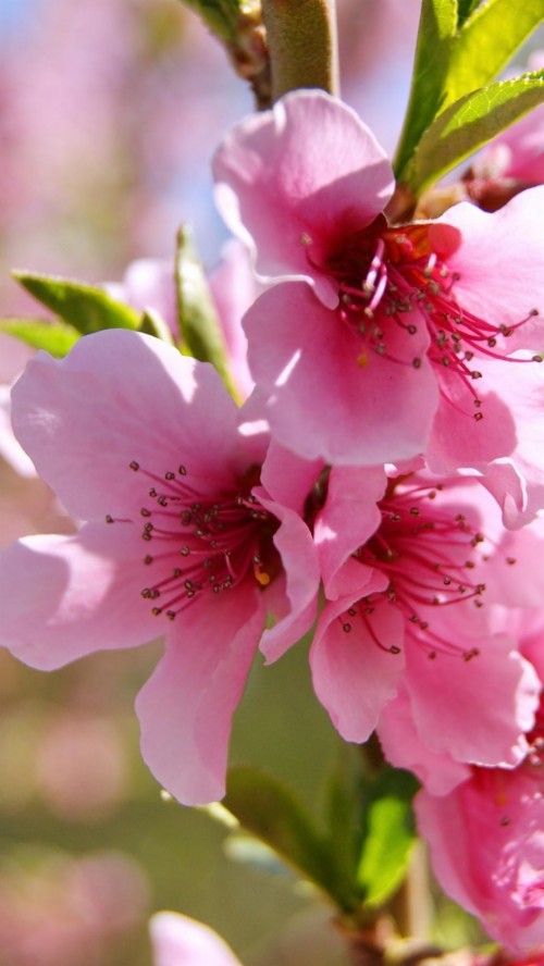 List of Free Spring For Android Wallpapers Download - Itl.cat