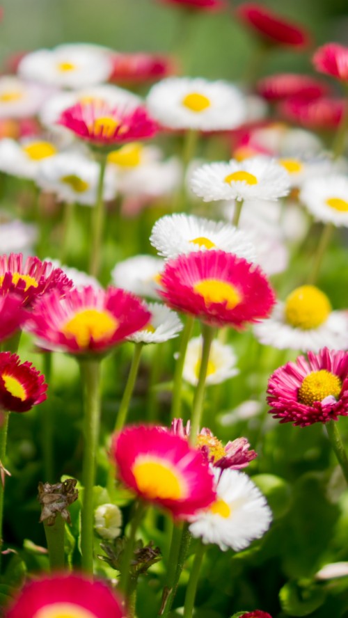 1st May Flowers (#1629410) - HD Wallpaper & Backgrounds Download