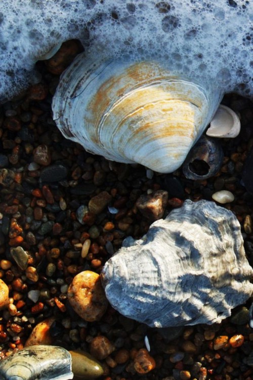 Seashell Wallpaper For Iphone 8 (#1630919) - HD Wallpaper & Backgrounds ...