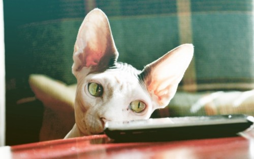 Sphynx Cat Wallpaper - Sphynx Cats (#1634634) - HD Wallpaper ...