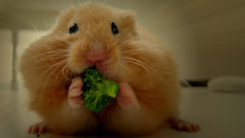 Broccoli Wallpaper - Cutest Animals In History (#1655638) - HD ...