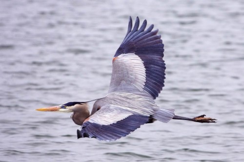 Free Great Blue Heron Wallpaper Wallpapers Download - Great Blue Heron ...