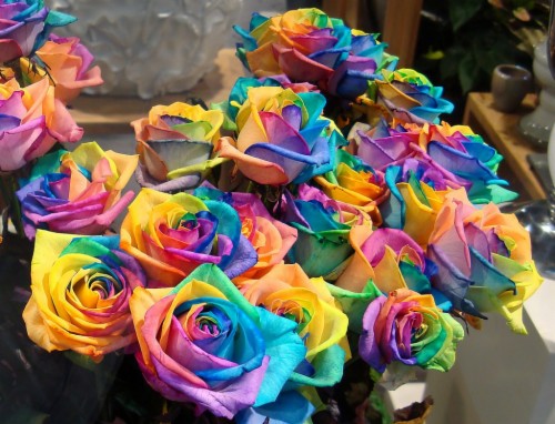 Download A Bunch Of Rainbow Roses - Every Color Rose (#175941) - HD ...