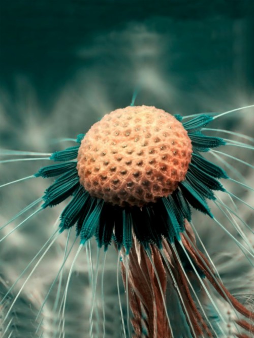 Flower Zoomed (#1743366) - HD Wallpaper & Backgrounds Download