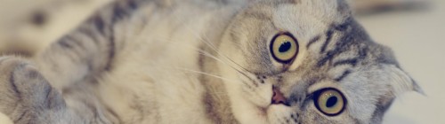 Scottish Fold Wallpaper - Scottish Fold Single Fold (#1776495) - HD ...