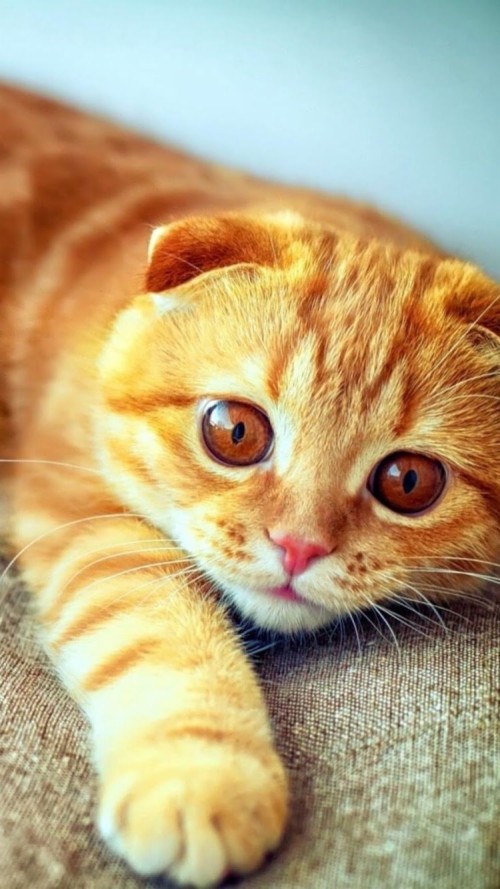 Blue Scottish Fold Cat (#1342702) - HD Wallpaper & Backgrounds Download
