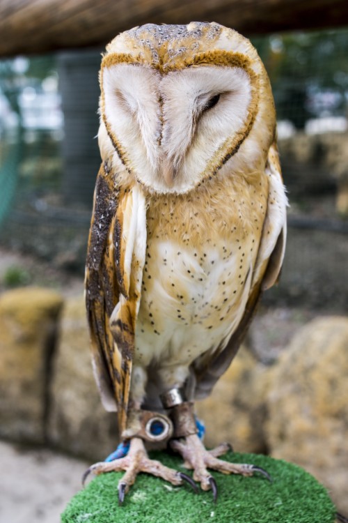 White And Brown Barn Owl - Screech Owl (#187092) - HD Wallpaper ...