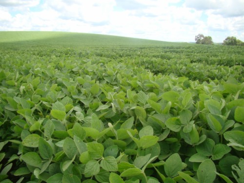 Soja 1 Foto Viniciu - Campo Soja (#1810961) - HD Wallpaper ...