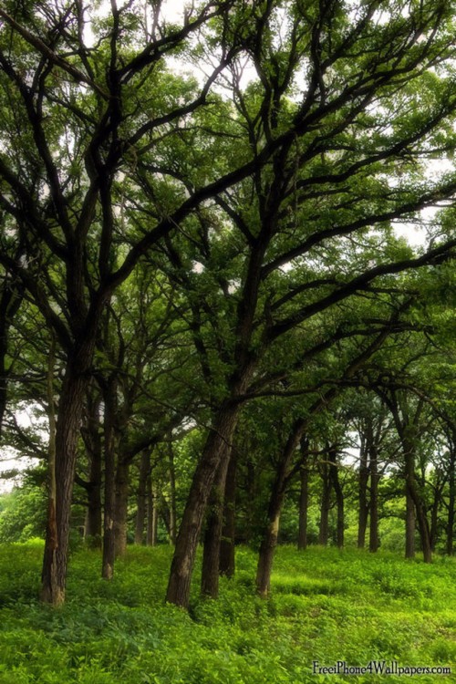 Grove (#2554436) - HD Wallpaper & Backgrounds Download