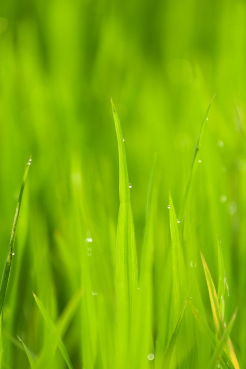 Wallpaper Grass, Plant, Green, Blur - Iphone Wallpaper Olive Green ...