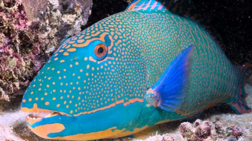 Hd Wallpaper - Mayil Fish (#1857380) - HD Wallpaper & Backgrounds Download