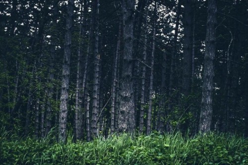 Scene Wallpaper Woodland Dramatic Forest Trees New - Spruce-fir Forest ...