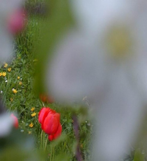 Primavara Image - Rose (#1869289) - HD Wallpaper & Backgrounds Download