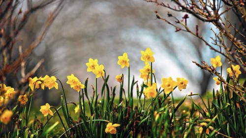 Early Spring (#1871134) - HD Wallpaper & Backgrounds Download