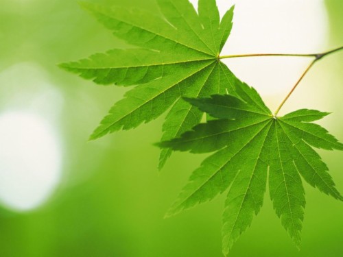 Beautiful Green Maple Leaves (#1878755) - HD Wallpaper & Backgrounds ...