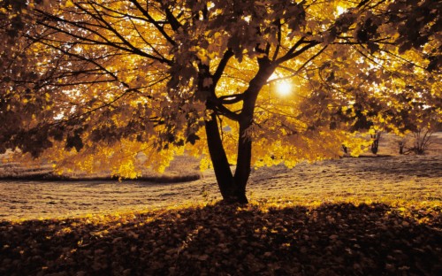 Timeline - Maple Tree Background (#162964) - HD Wallpaper & Backgrounds ...