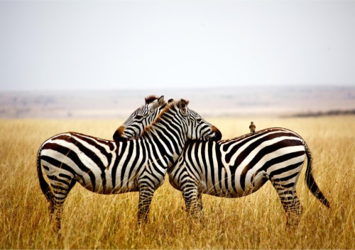 Zebra (#170434) - HD Wallpaper & Backgrounds Download