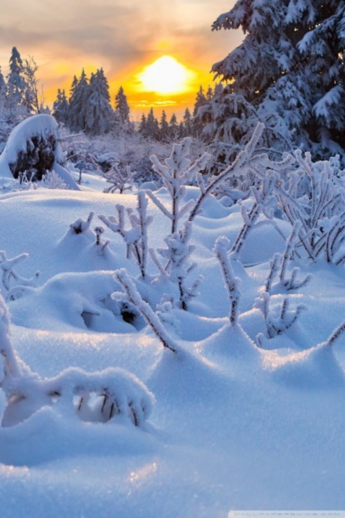 Mobile Hvga - Snowy Setting (#1902651) - HD Wallpaper & Backgrounds ...