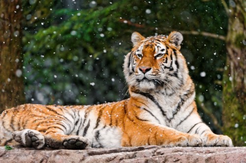 4k Tiger Wallpaper (#1932913) - HD Wallpaper & Backgrounds Download