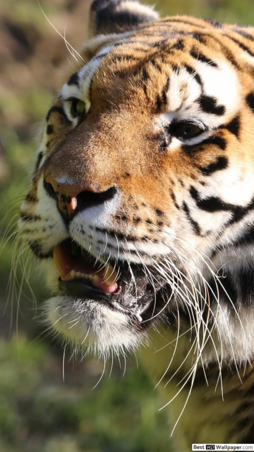 Tiger Tiger In Green - Tiger Wallpaper Green (#2846356) - HD Wallpaper ...