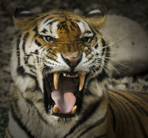 Tiger Roaring Wallpaper - Siberian Tiger Roar (#1934333) - HD Wallpaper ...