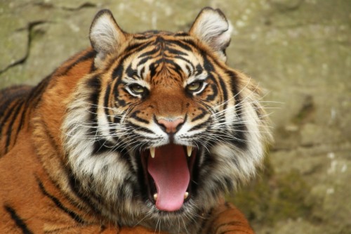 Tiger Wallpaper 3d High Definition - Tiger Wallpaper 3d Hd Download ...