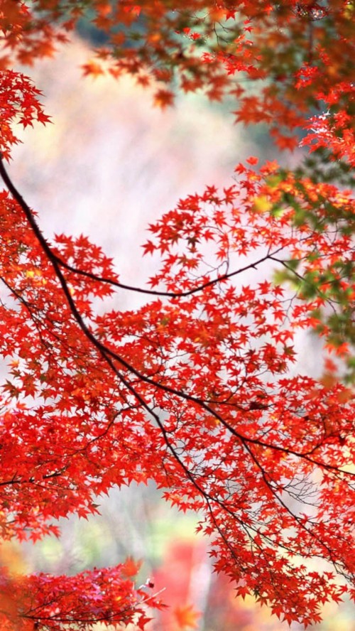 Autumn Phone Wallpaper - Autumn Leaves Wallpaper For Android (#1959202 ...