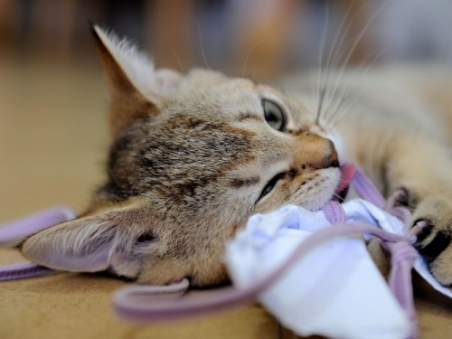 Bad Kitten - ウィンドウズ 壁紙 猫 (#2003641) - HD Wallpaper & Backgrounds Download