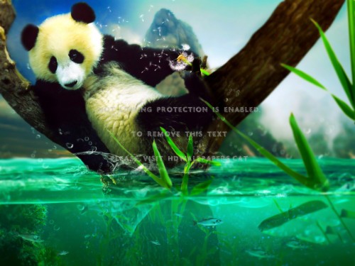 Cute Panda Wallpaper Hd - Underwater (#2005583) - HD Wallpaper ...