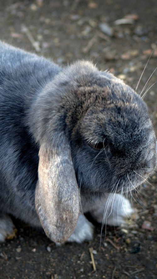 Wallpaper Background Rabbit Free Picture (#2011937) - HD Wallpaper ...