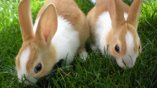 Photo Of 2 Lovely Rabbit - Full Hd Lovely Rabbit (#2010660) - HD ...