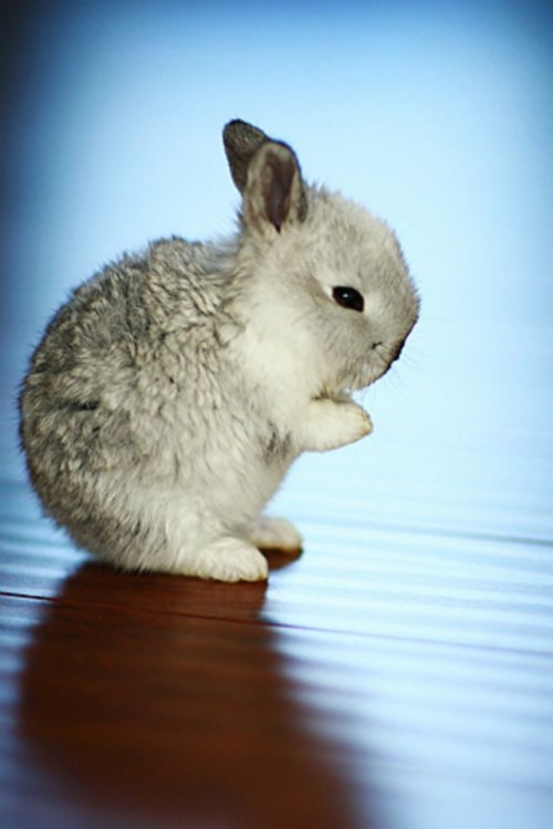 Rabbit Wallpaper Hd - Hd Rabbit Wallpaper Phone (#2889066) - HD ...