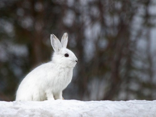 White Rabbit Wallpaper - Белый Заяц (#2011449) - HD Wallpaper ...