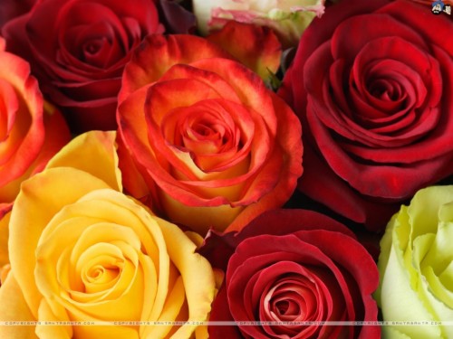 Gulab Ka Phool Hd Wallpaper The Galleries Of Hd Wallpaper - गुलाब का ...