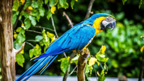 Tropical Animals Images In Hd (#2038456) - HD Wallpaper & Backgrounds ...