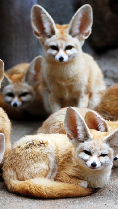Choose Another Resolution - Fennec Fox Moving Gifs (#2042531) - HD ...