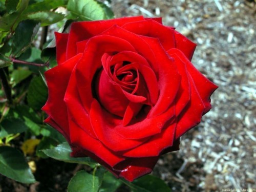 Pretty Pink Roses Background (#711784) - HD Wallpaper & Backgrounds ...