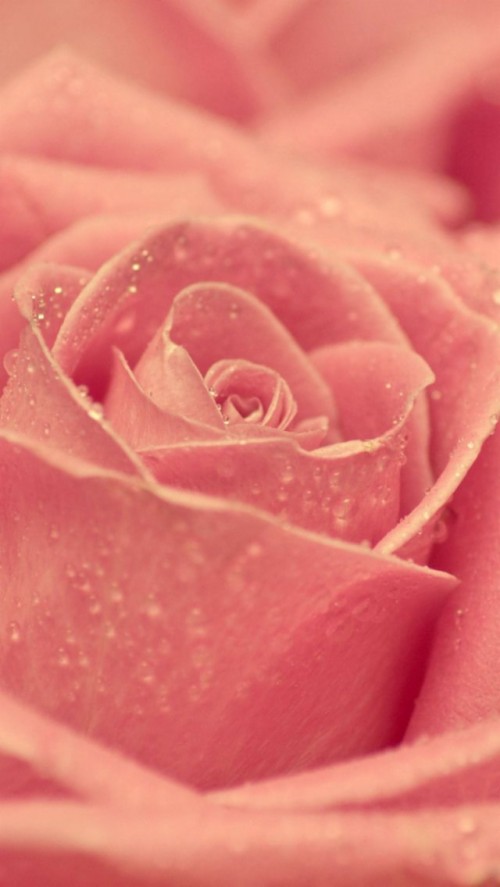 Wallpaper With Pink Roses And Petals For Iphone - Pink Flower Wallpaper ...