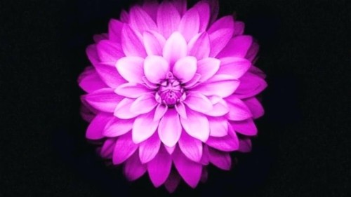 Flower Lock Screen Wallpaper - White Daisy Hd (#1262947) - HD Wallpaper ...