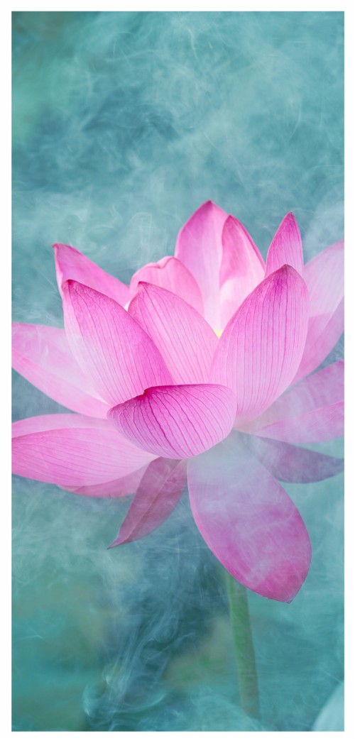 Cool Lotus Background Wallpapers High Definition For - Beautiful Lotus ...