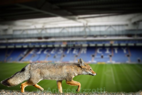 Real Fox Leicester City Football Club Wallpaper Stock - Leicester Fox ...