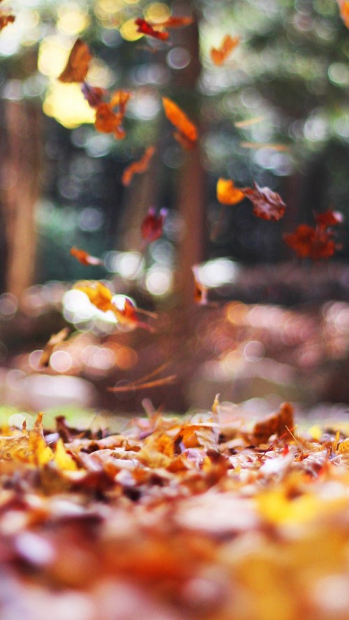 Cute Fall Wallpaper Iphone 6 (#71708) - HD Wallpaper & Backgrounds Download