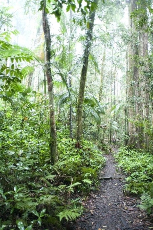 Top Tropical Rainforest Wallpapers With Awesome Resolution - Rainforest ...