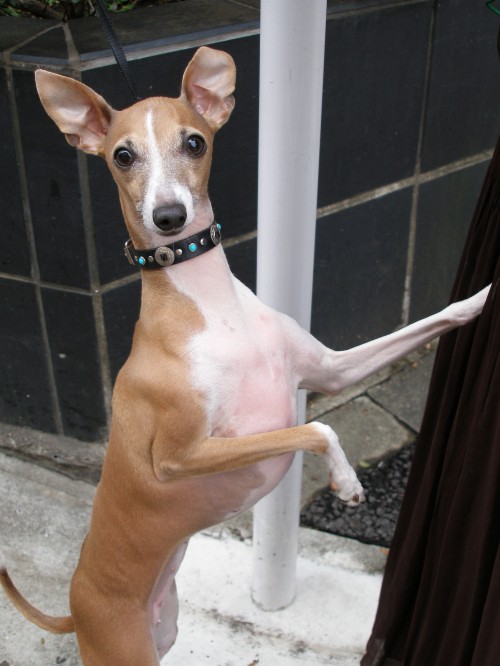 Funny Italian Greyhound Dog Photo - Italian Greyhound Ears Stand Up ...